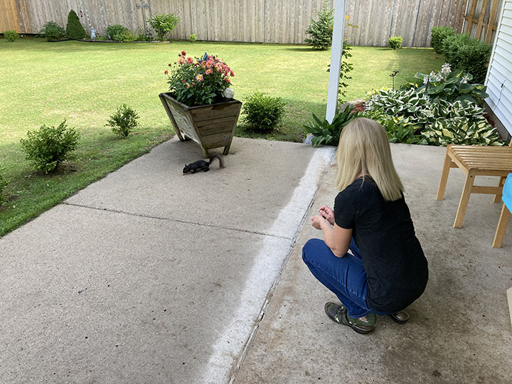 Alpena-area woman cares for, photographs squirrels | News, Sports, Jobs ...